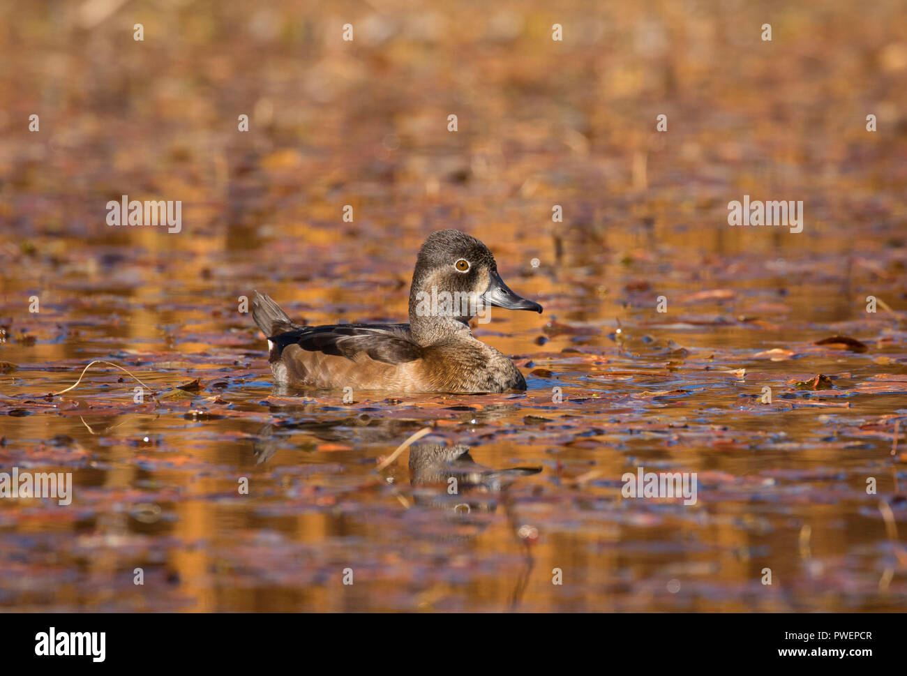 Ring-necked duck on Hosmer Lake, Deschutes National Forest, Cascade ...