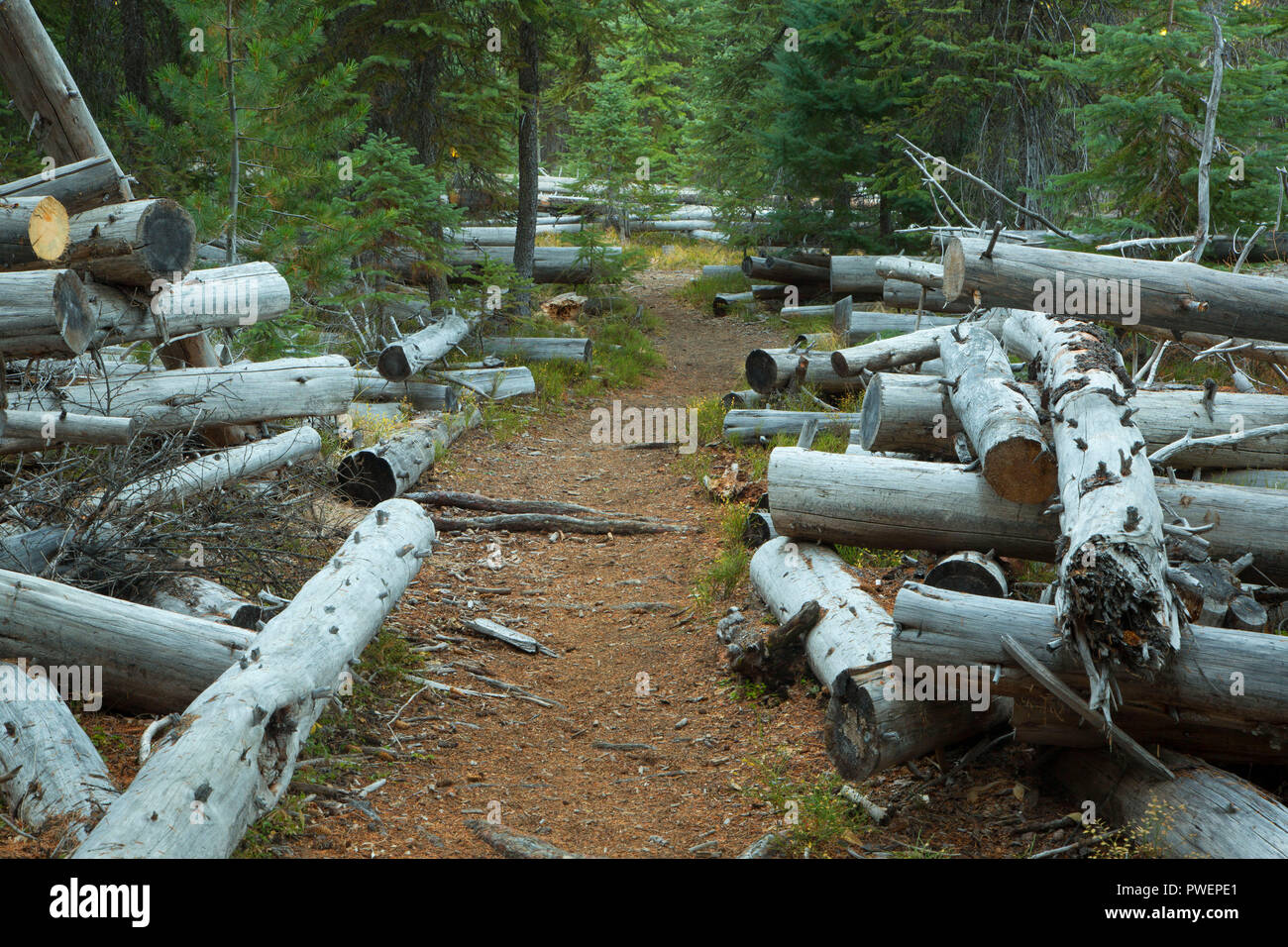 Metolius - Windigo Trail near Little Lava Lake, Deschutes National ...