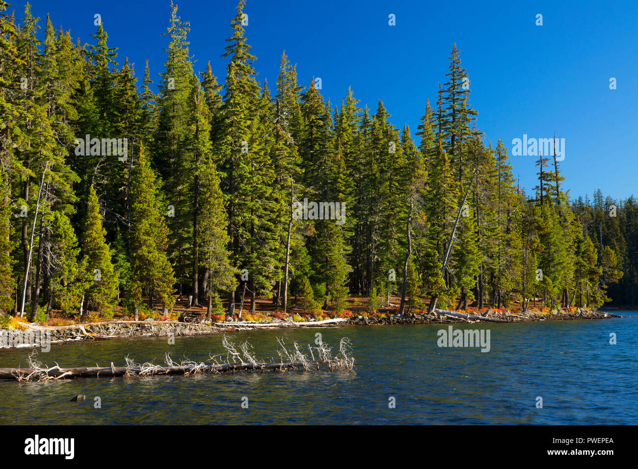 Charlton Lake, Deschutes National Forest, Oregon Stock Photo - Alamy