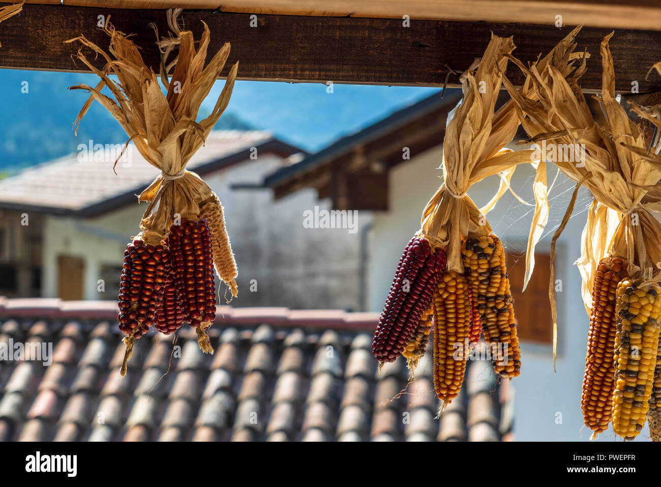 Corn cobs of ancient maize at Illegio. Carnia, Friuli Stock Photo - Alamy