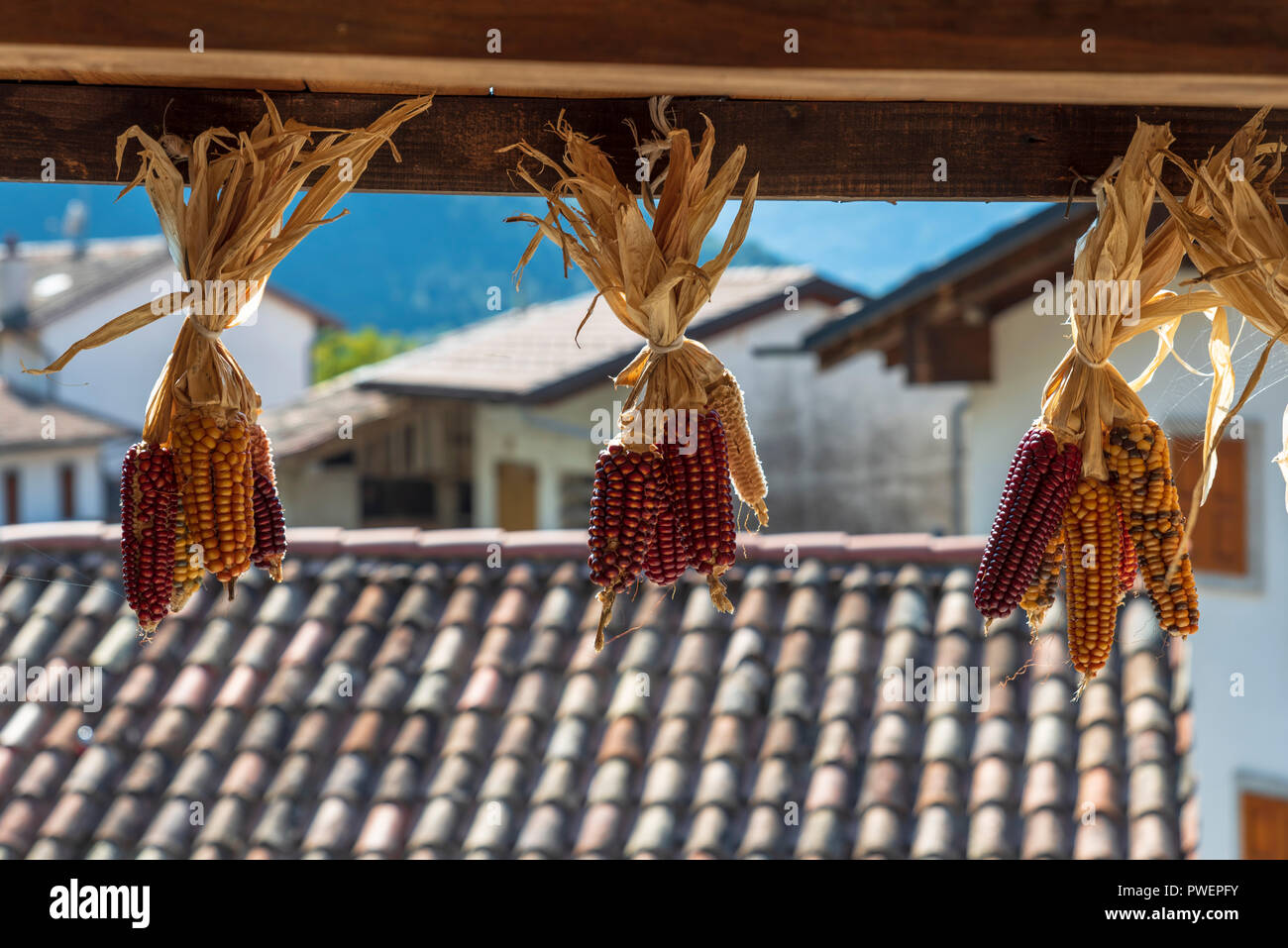 Ancient Corn Cob High Resolution Stock Photography and Images - Alamy
