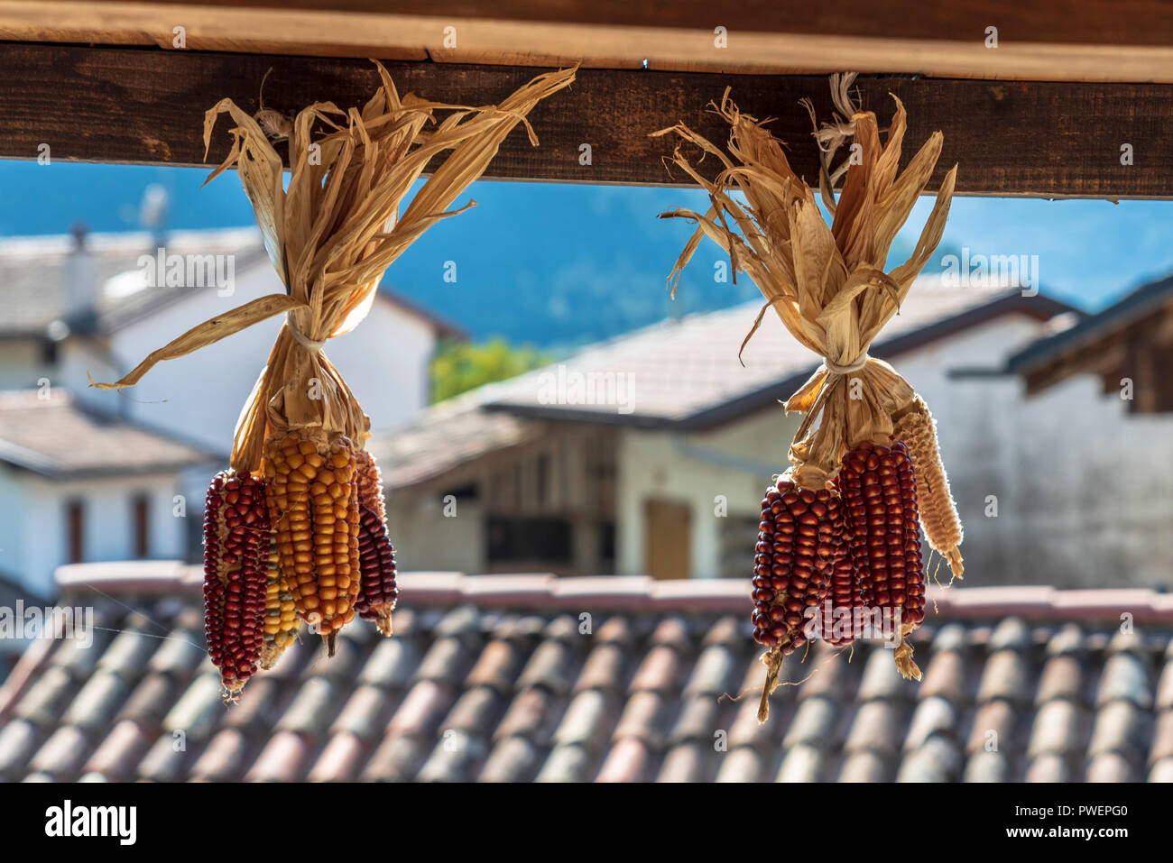 Corn cobs of ancient maize at Illegio. Carnia, Friuli Stock Photo - Alamy