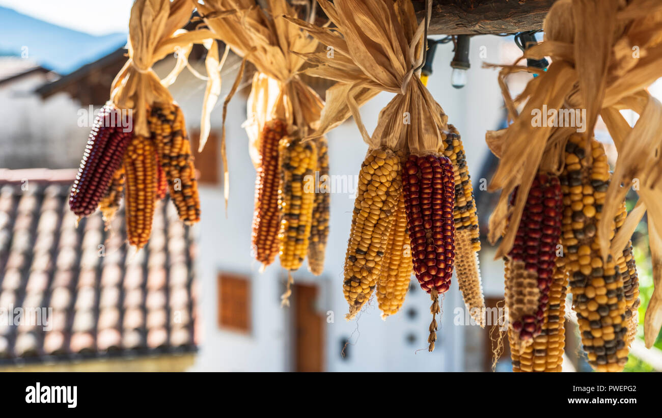 Corn cobs of ancient maize at Illegio. Carnia, Friuli Stock Photo - Alamy
