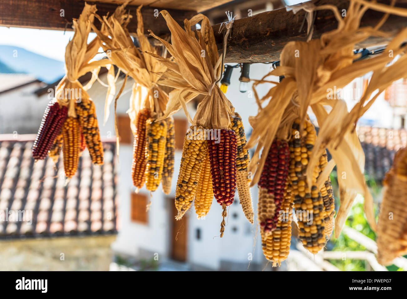Corn cobs of ancient maize at Illegio. Carnia, Friuli Stock Photo - Alamy