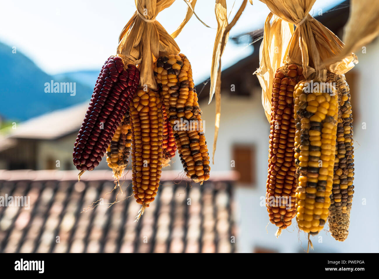 Ancient corn cob hi-res stock photography and images - Alamy