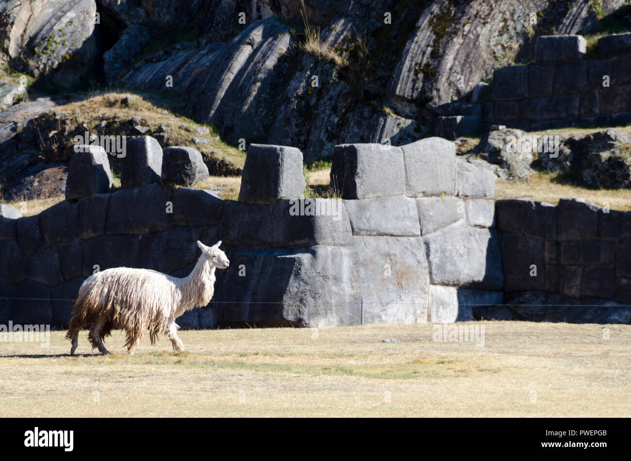 Alpacas at Inca ruins at Saqsaywaman, Cuzco, Peru Stock Photo - Alamy