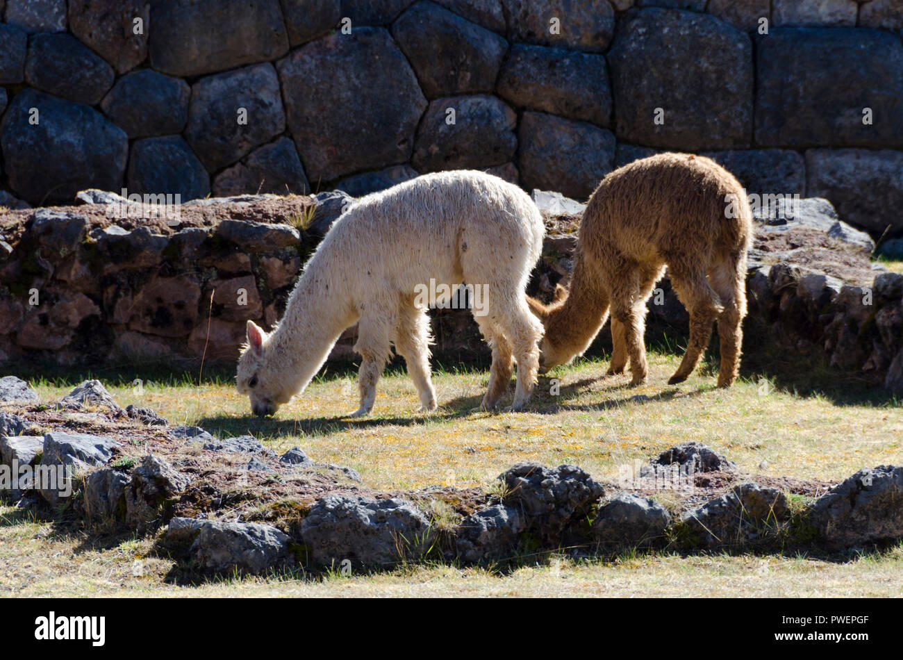 Alpacas at Inca ruins, Saqsaywaman, Cuzco, Peru Stock Photo - Alamy