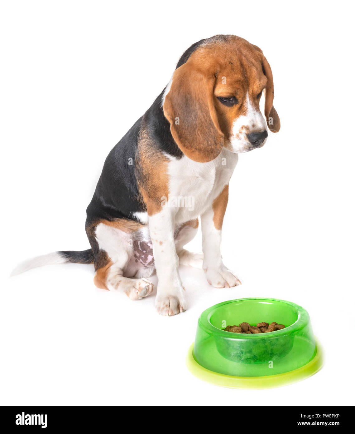 beagle dog eating in front of white background Stock Photo - Alamy