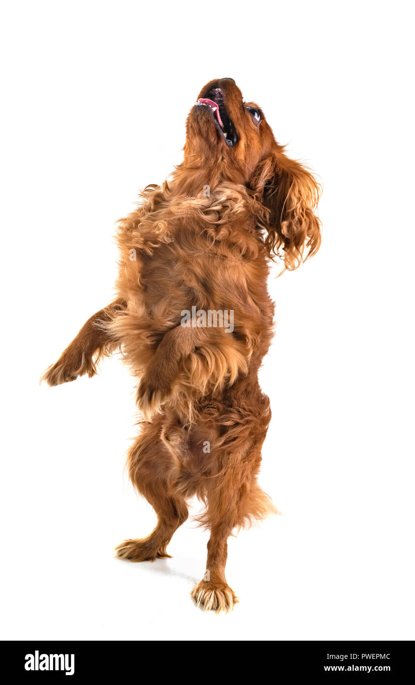 cavalier king charles in front of white background Stock Photo - Alamy