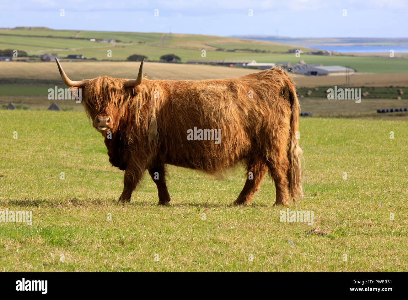 Highland cow, Orkney, Scotland, Highlands, United Kingdom Stock Photo ...