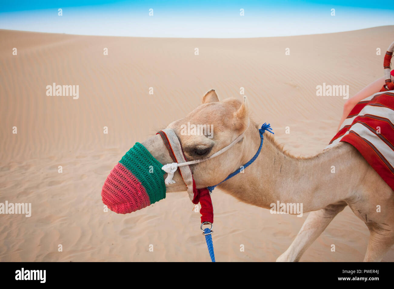 Desert Camel Camel Farm Dubai Emirates Travel Tourism High Resolution ...