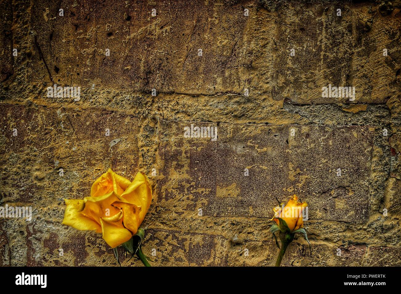 Red roses brick wall hi-res stock photography and images - Alamy