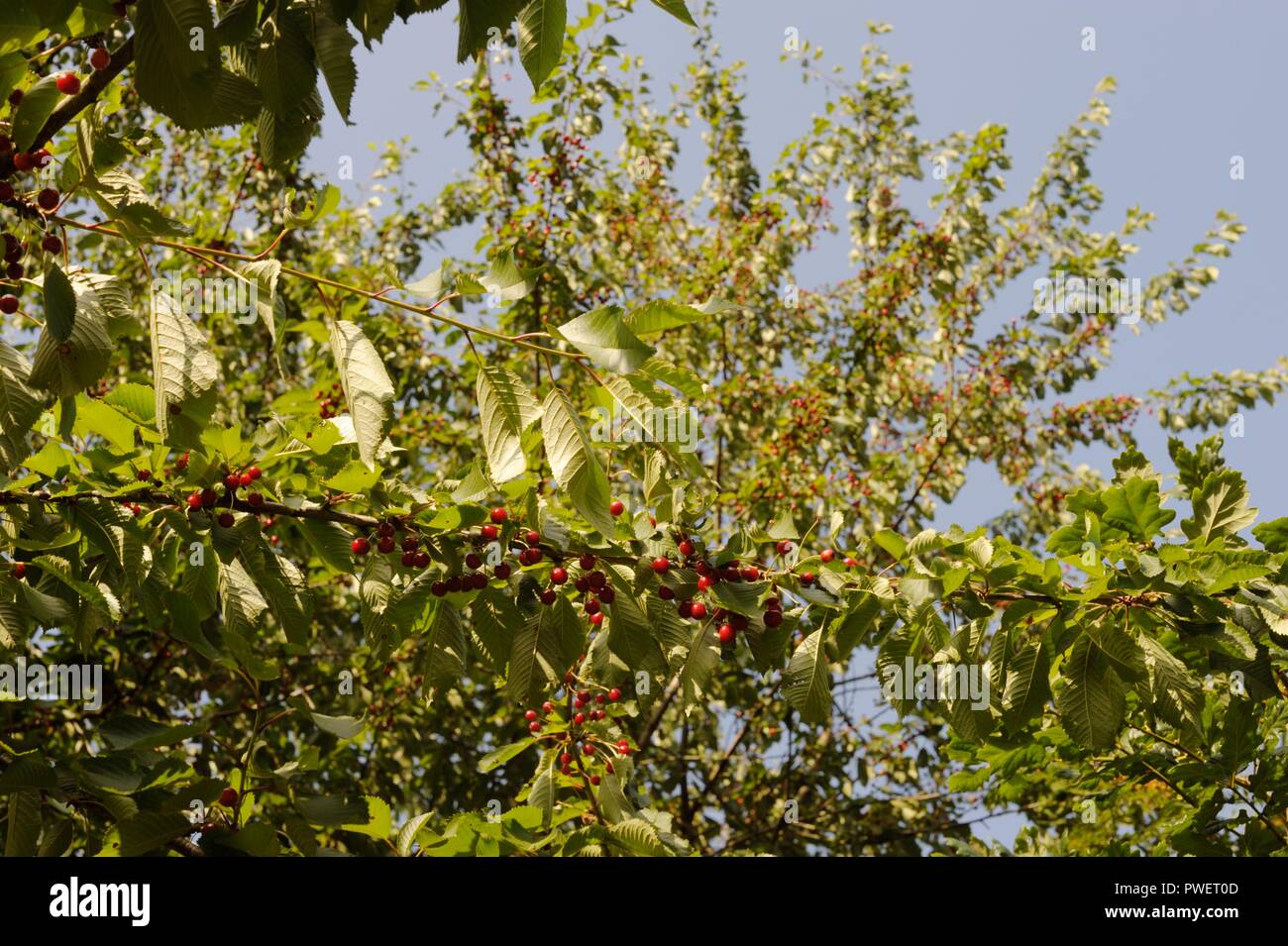 Prunus avium, Wild Cherry or Gean fruit, Berries in Summer, Wales, UK ...