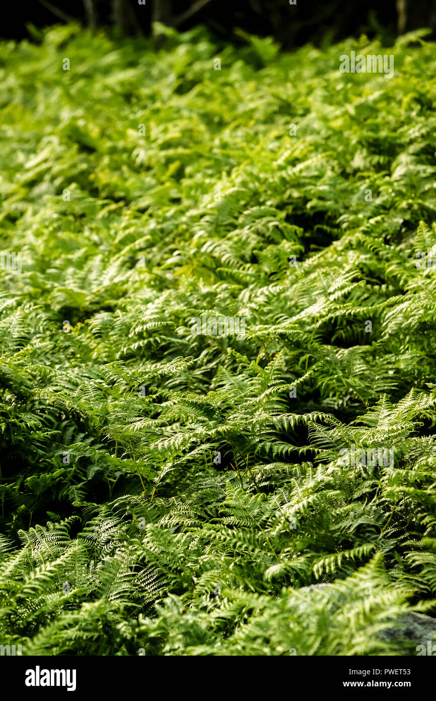 Fern leaves changing colour for Autumn Stock Photo - Alamy