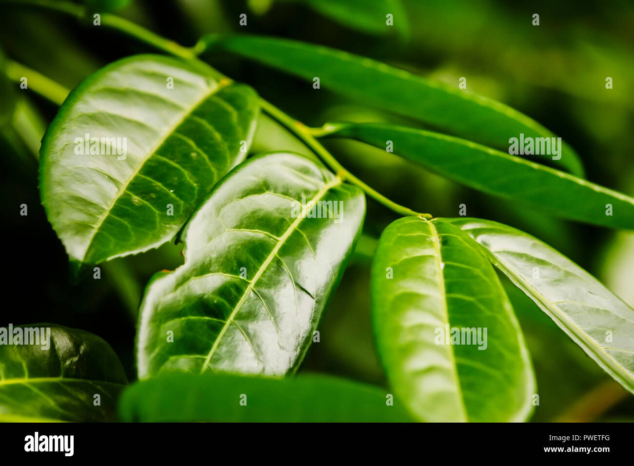 Waxy green leaves of the Laurel Bush Stock Photo - Alamy