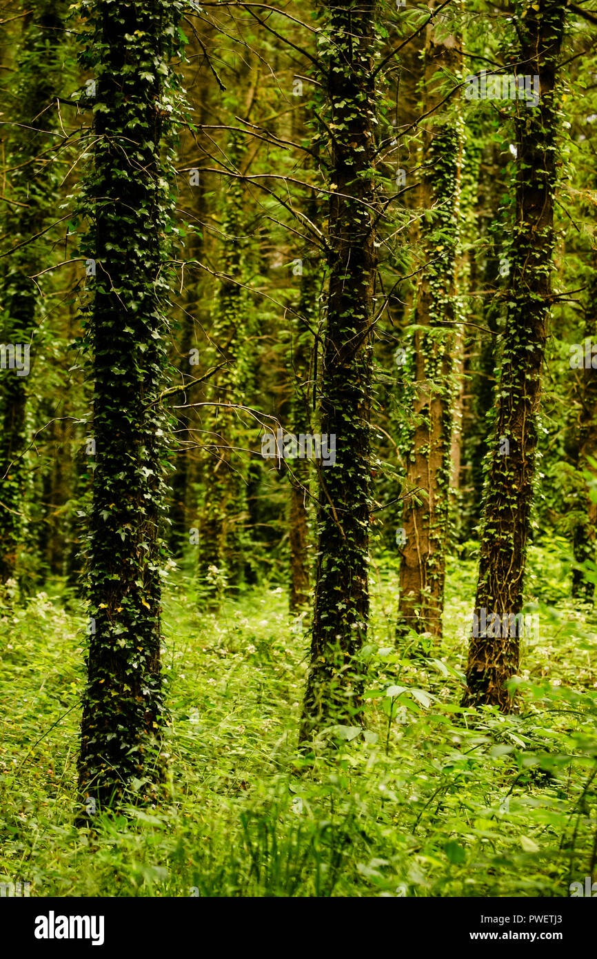 A wild forest of tall straight fir trees covered with climbing ivy and ...