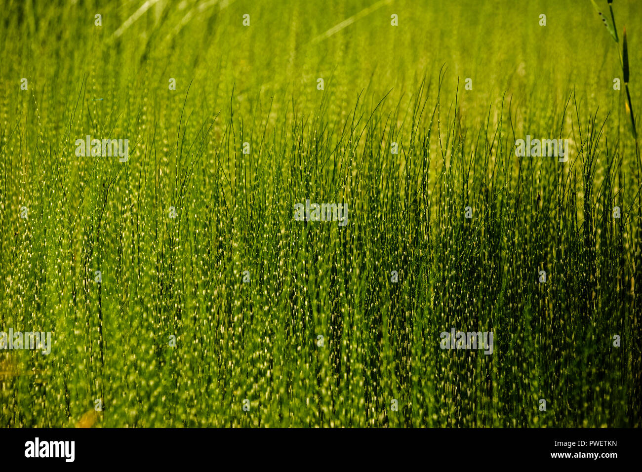 Dutch rushes hi-res stock photography and images - Alamy