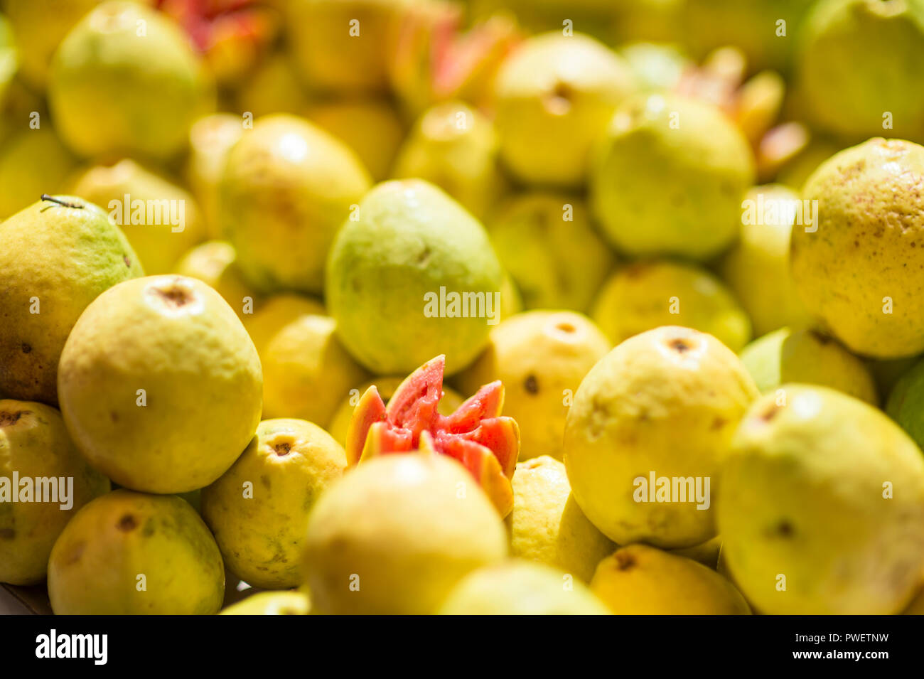Pile of fresh guava on display at a tropical fruit farmers market in ...