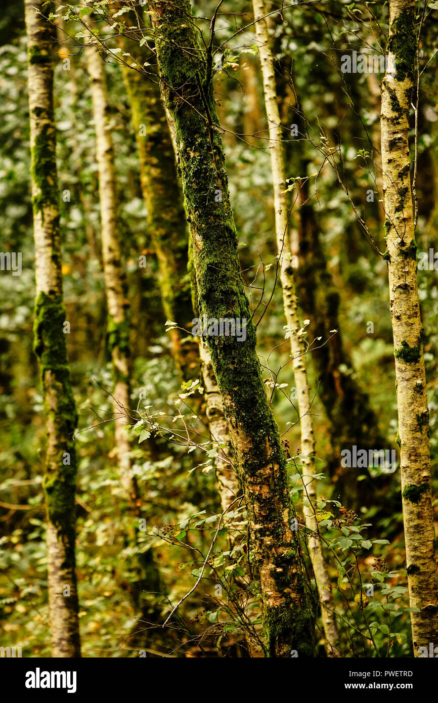 Moss growing on young birch trees Stock Photo - Alamy
