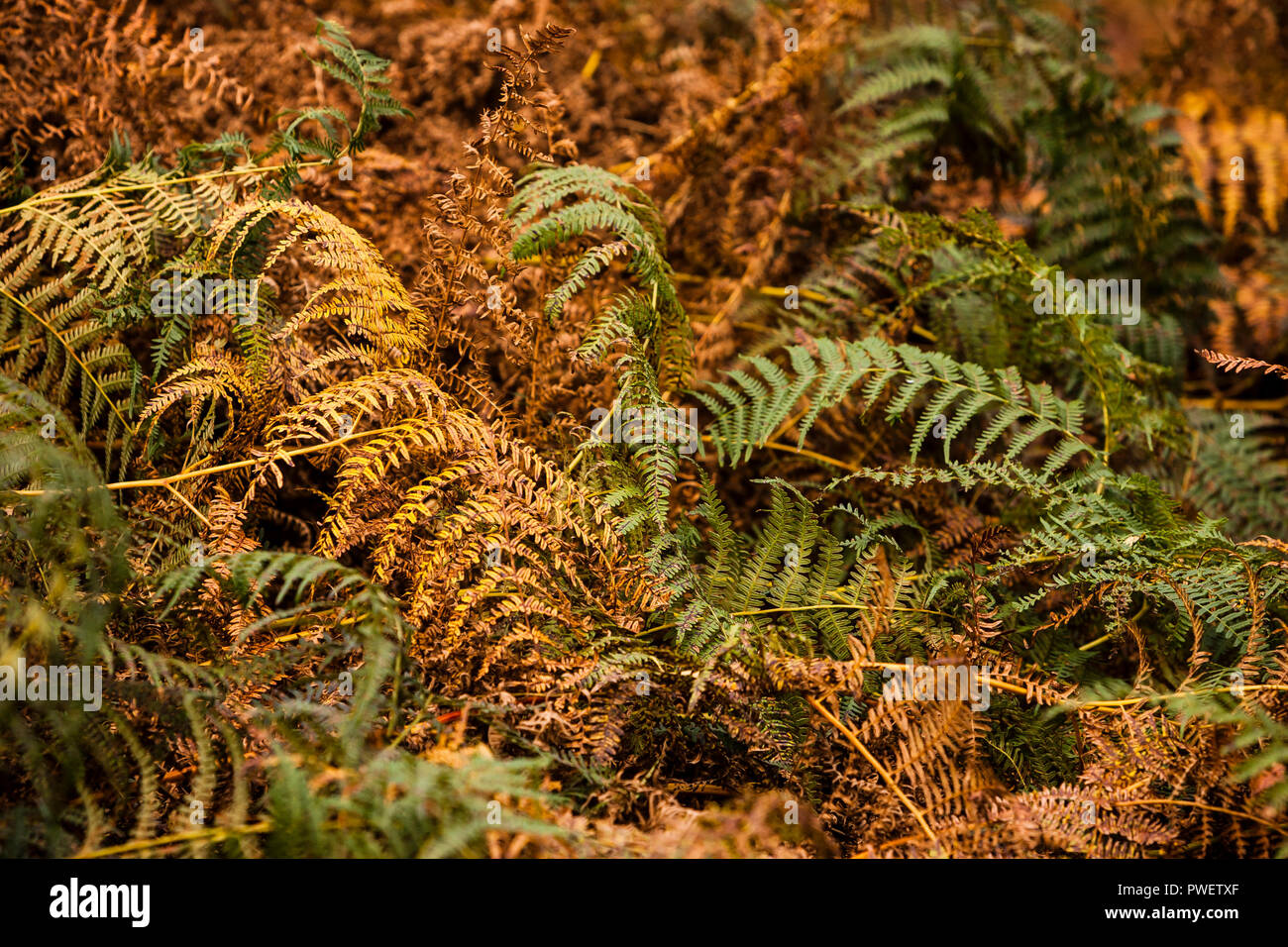 Fern leaves changing colour for Autumn Stock Photo - Alamy