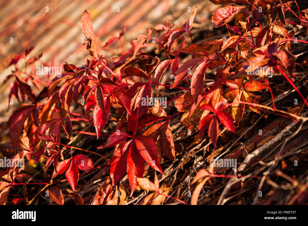 Red leaves of the Virginia Creeper growing on a corrugated metal roof ...