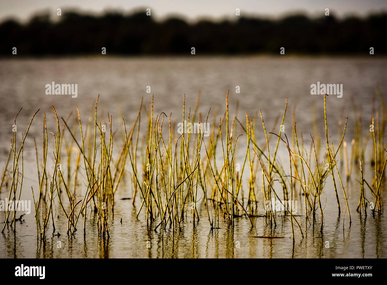 Dutch Rushes growing in a small lake, dark trees on the distant ...