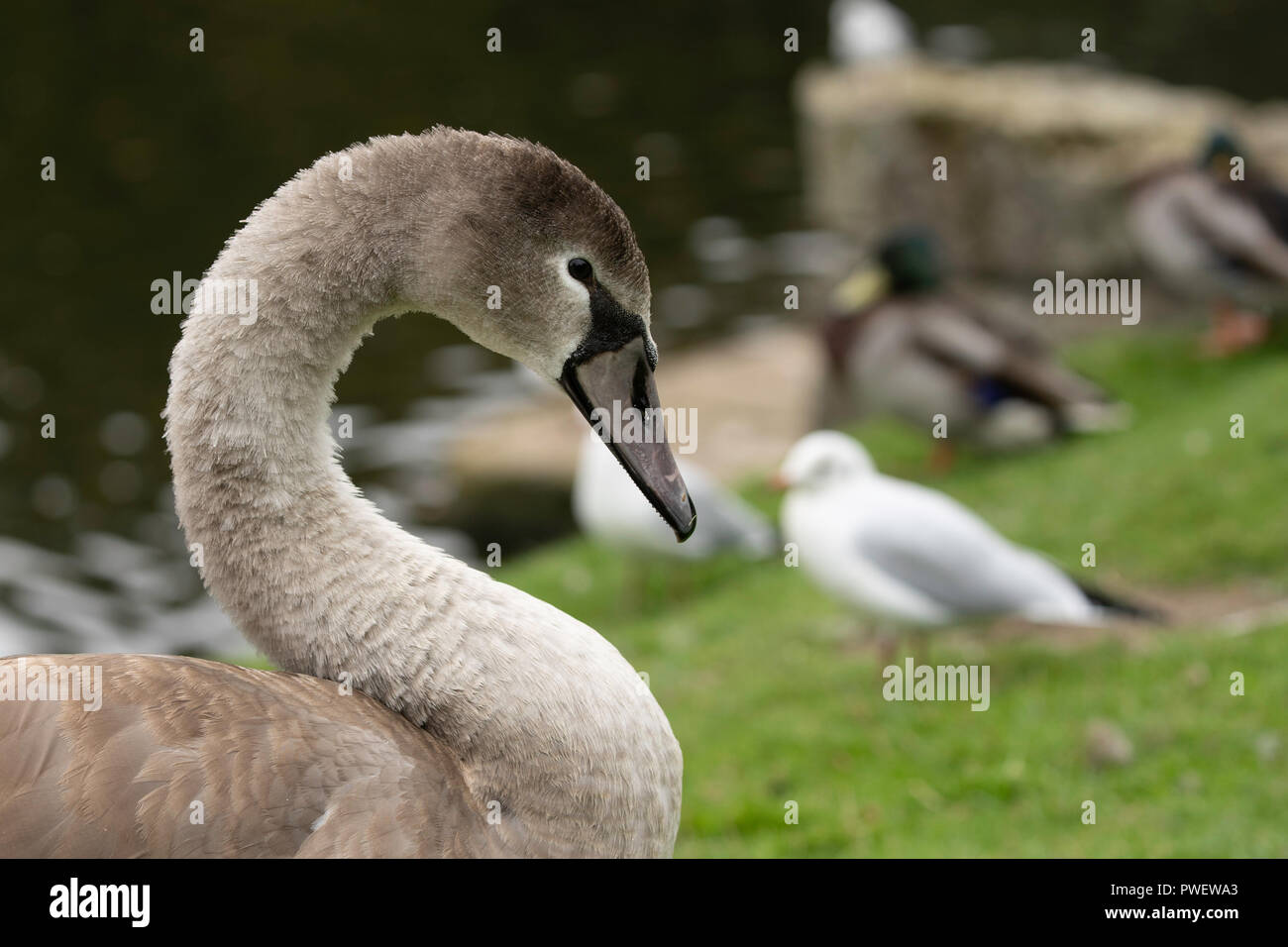 Curling its long neck, an immature Grey Cygnet Swan with various birds ...
