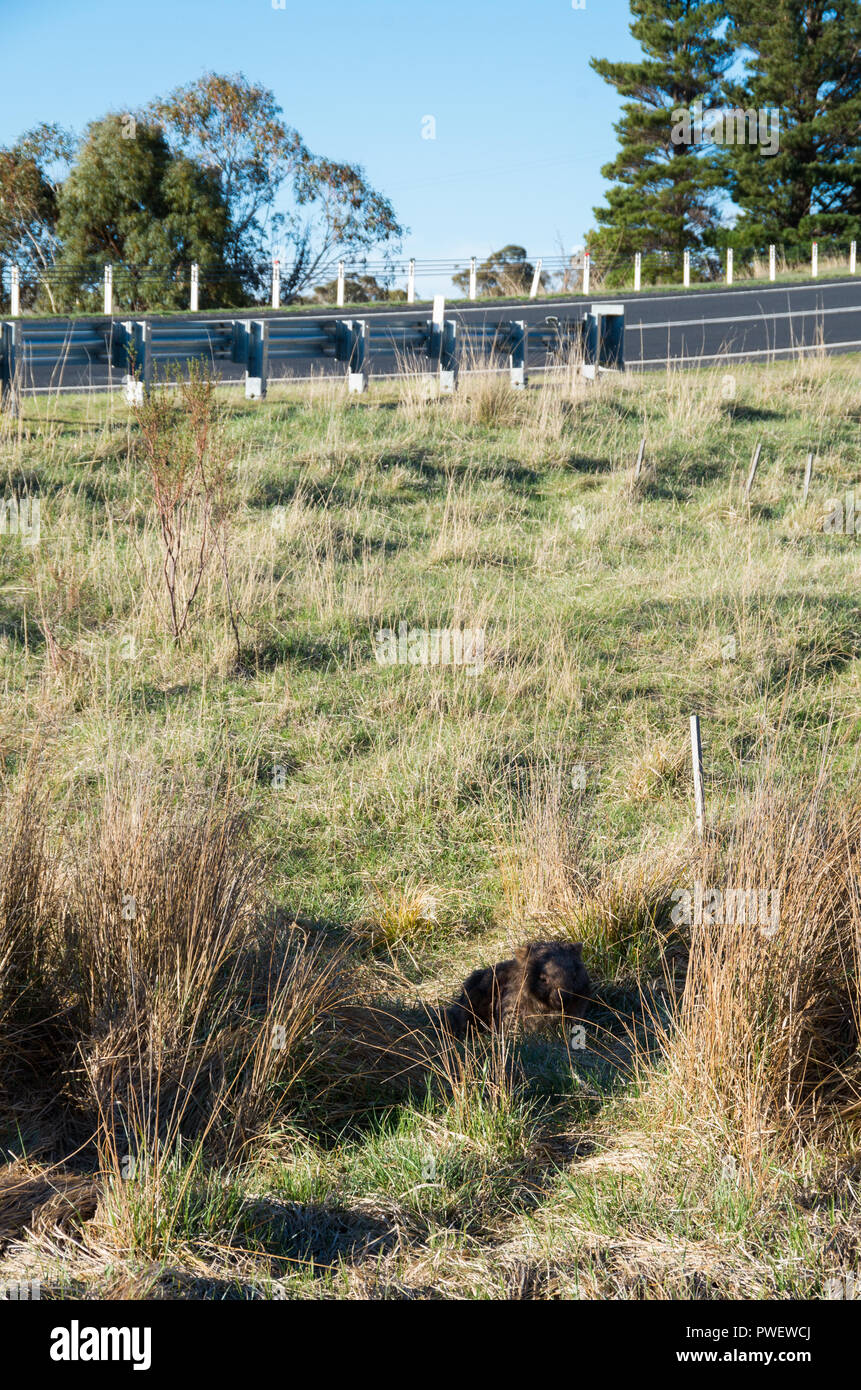 Wombat with mange and a self inflicted wound from scratching too much ...