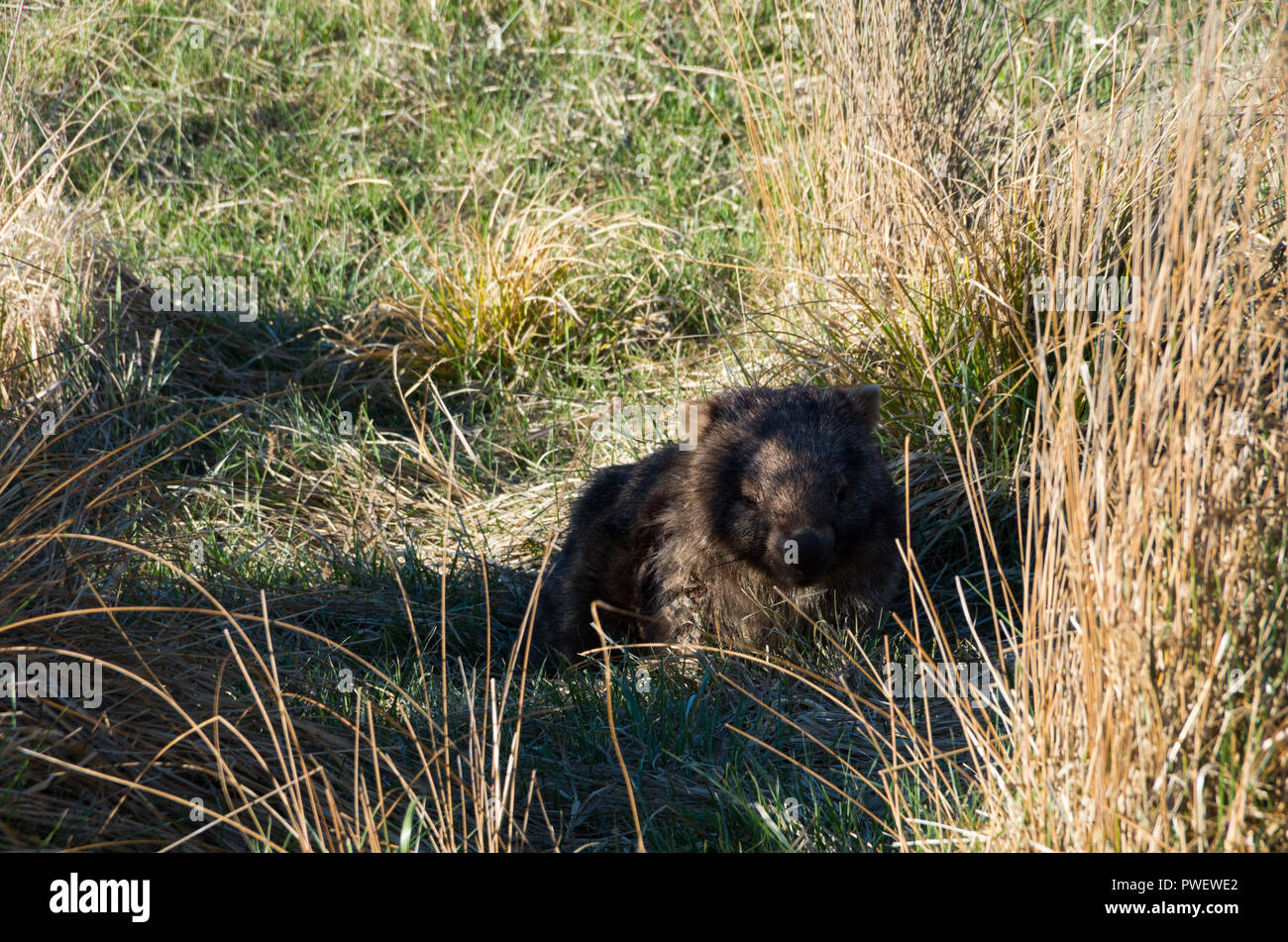 Wombat with mange and a self inflicted wound from scratching too much ...