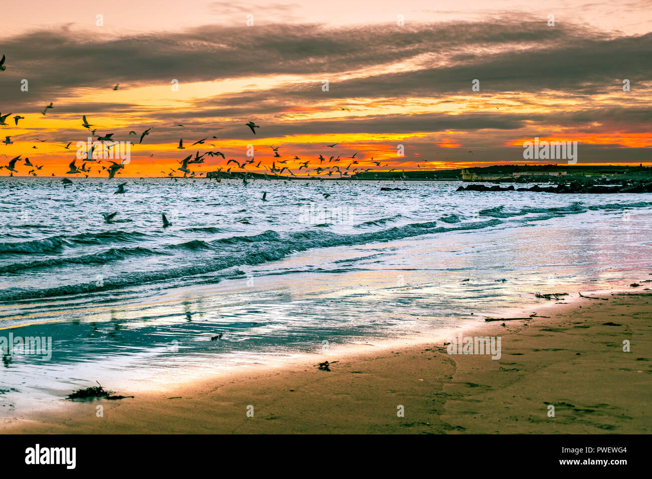 Birds of ireland hi-res stock photography and images - Alamy