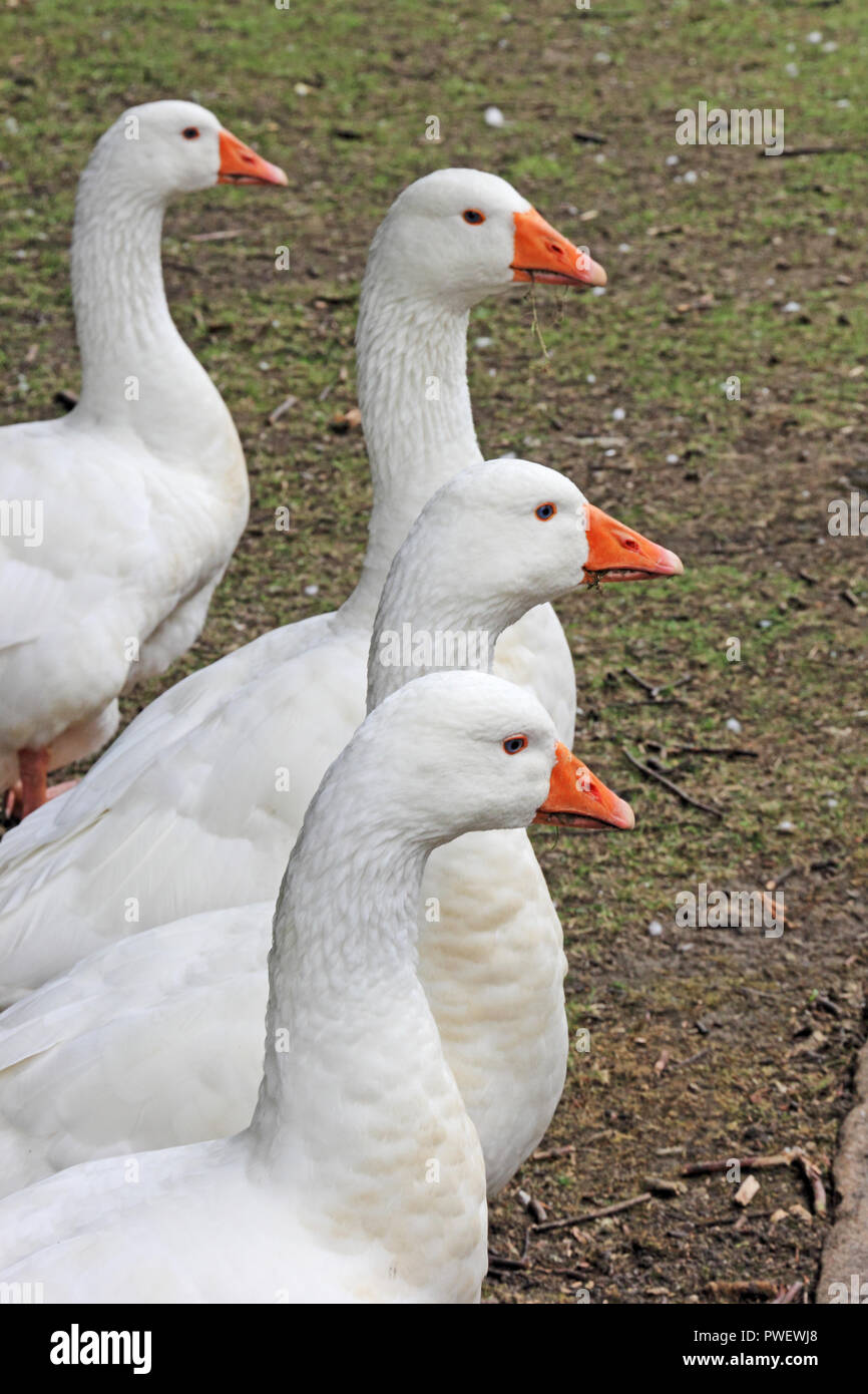 4 white geese Stock Photo - Alamy