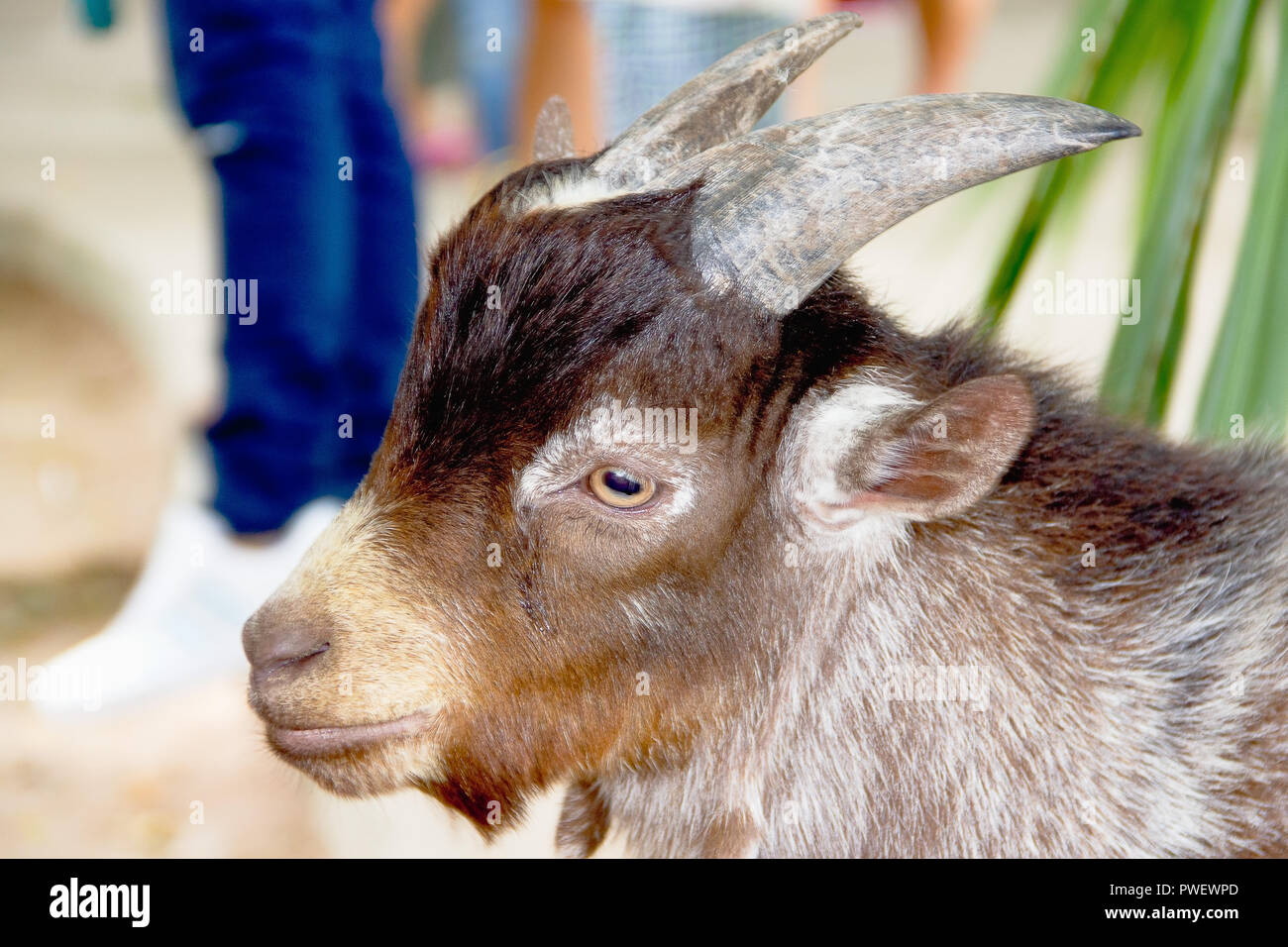 Sheep ranch patagonia hi-res stock photography and images - Alamy