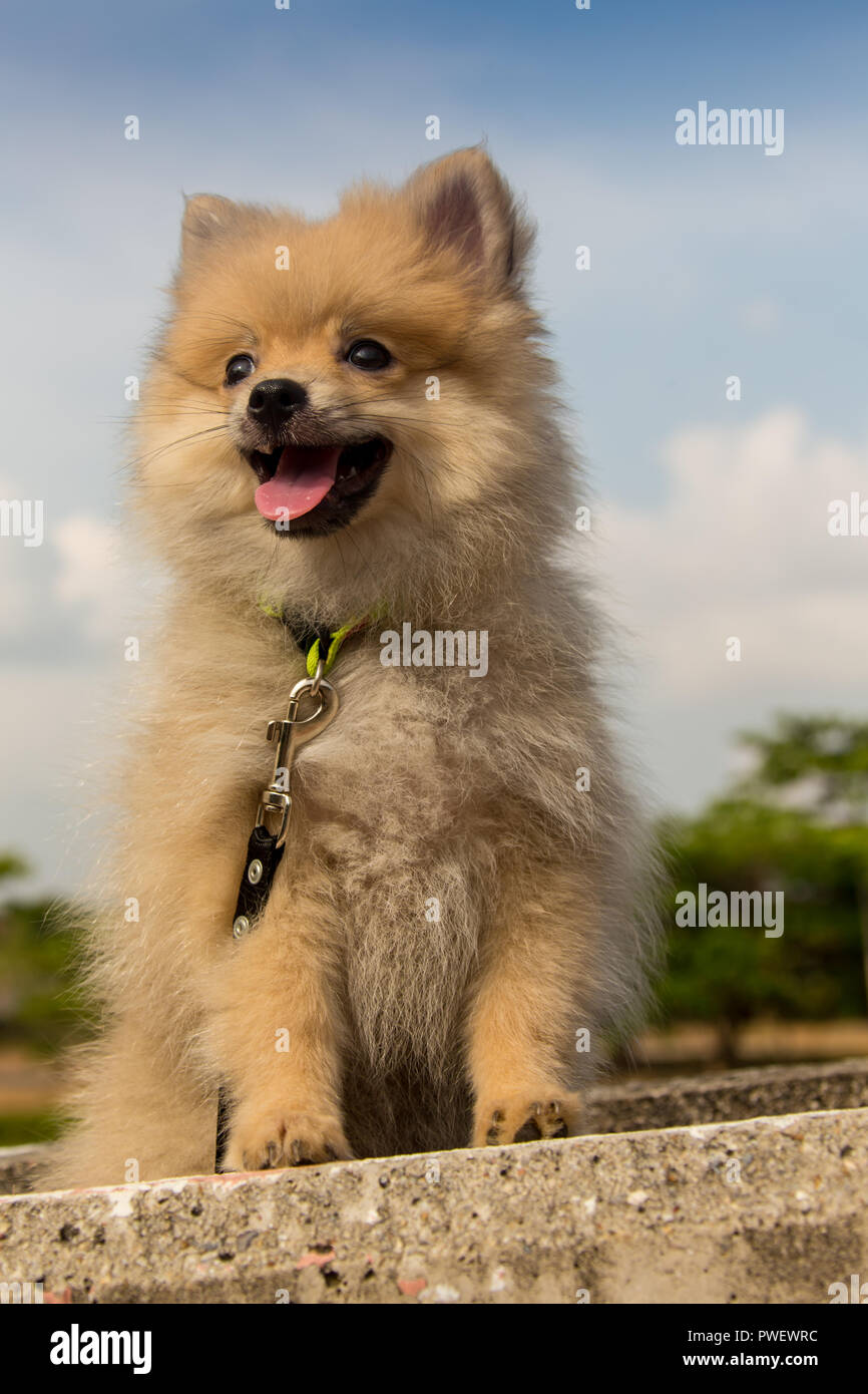 Dog breed German Spitz Stock Photo - Alamy