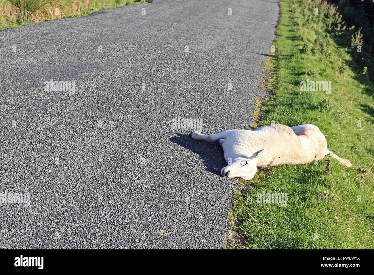 Dead sheep hi-res stock photography and images - Alamy