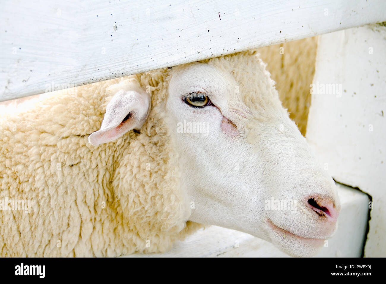 Sheep ranch patagonia hi-res stock photography and images - Alamy