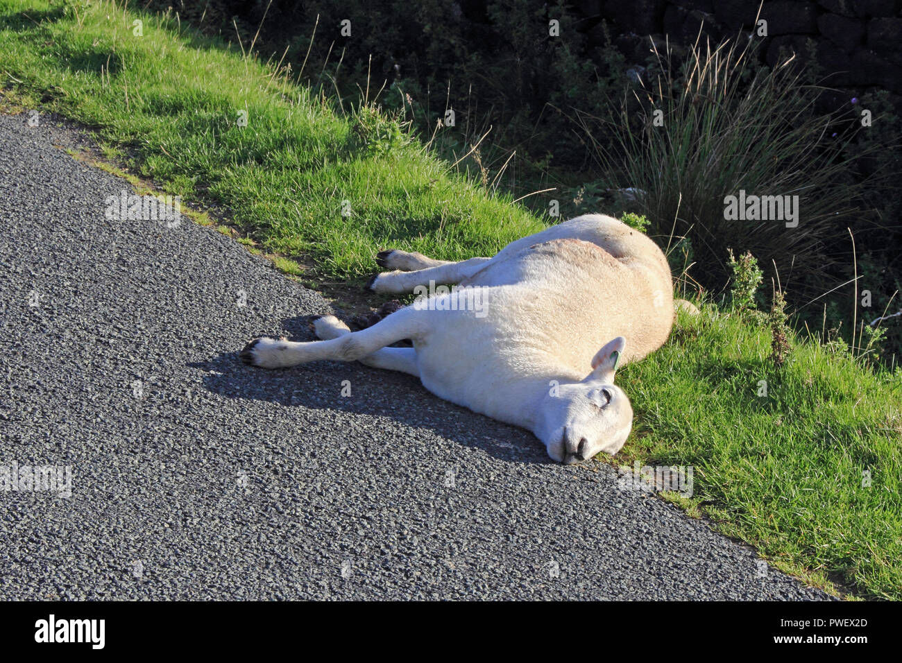 Dead sheep at side of moorland road Stock Photo - Alamy