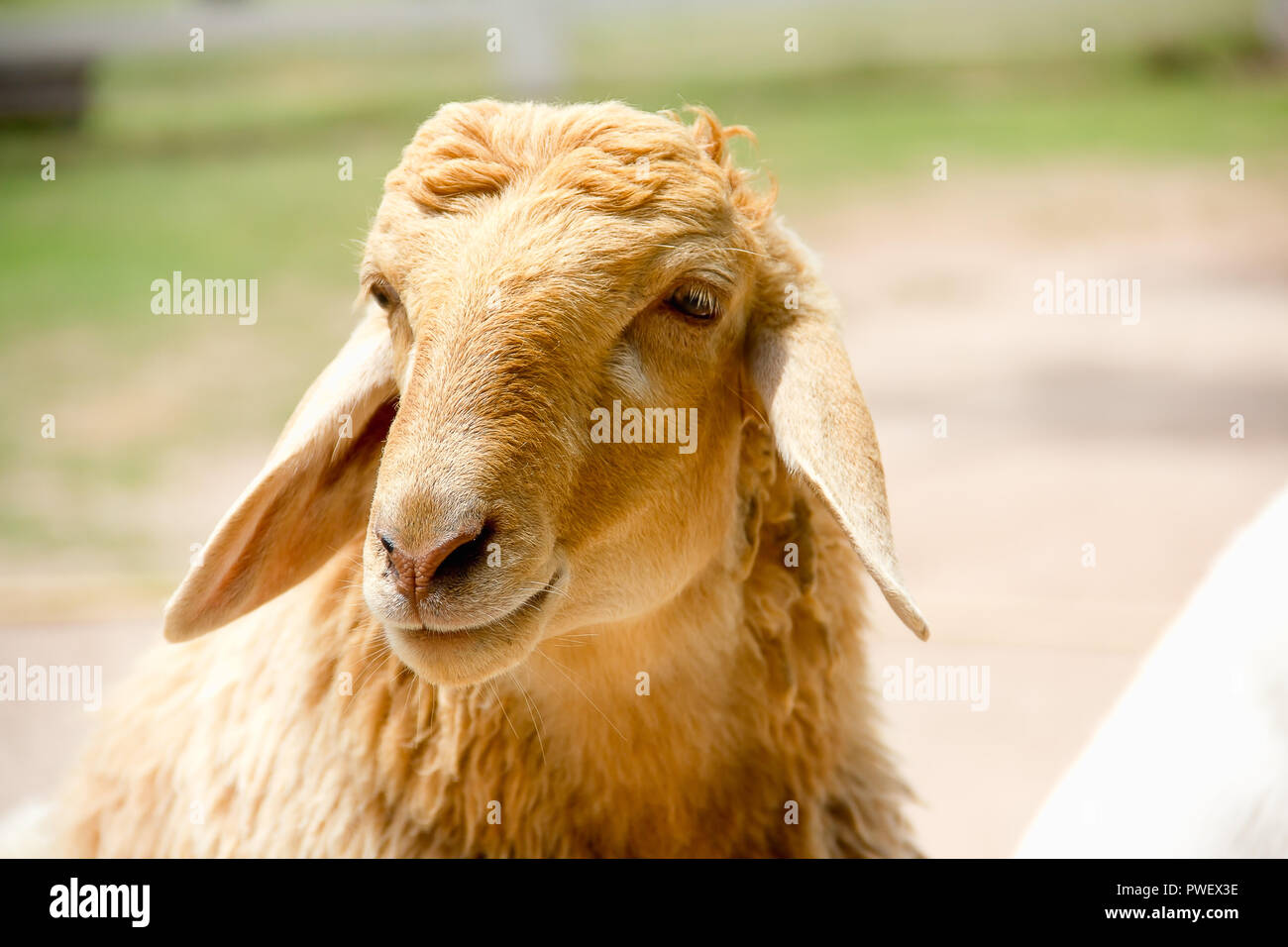 Sheep ranch patagonia hi-res stock photography and images - Alamy