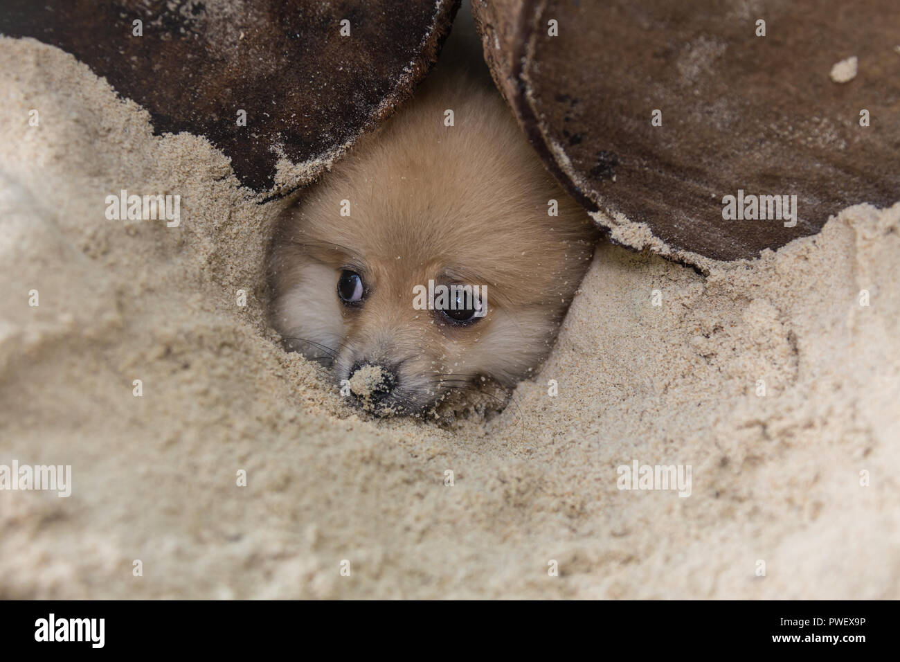 Baby prairie dog looking out of its burrow Stock Photo - Alamy