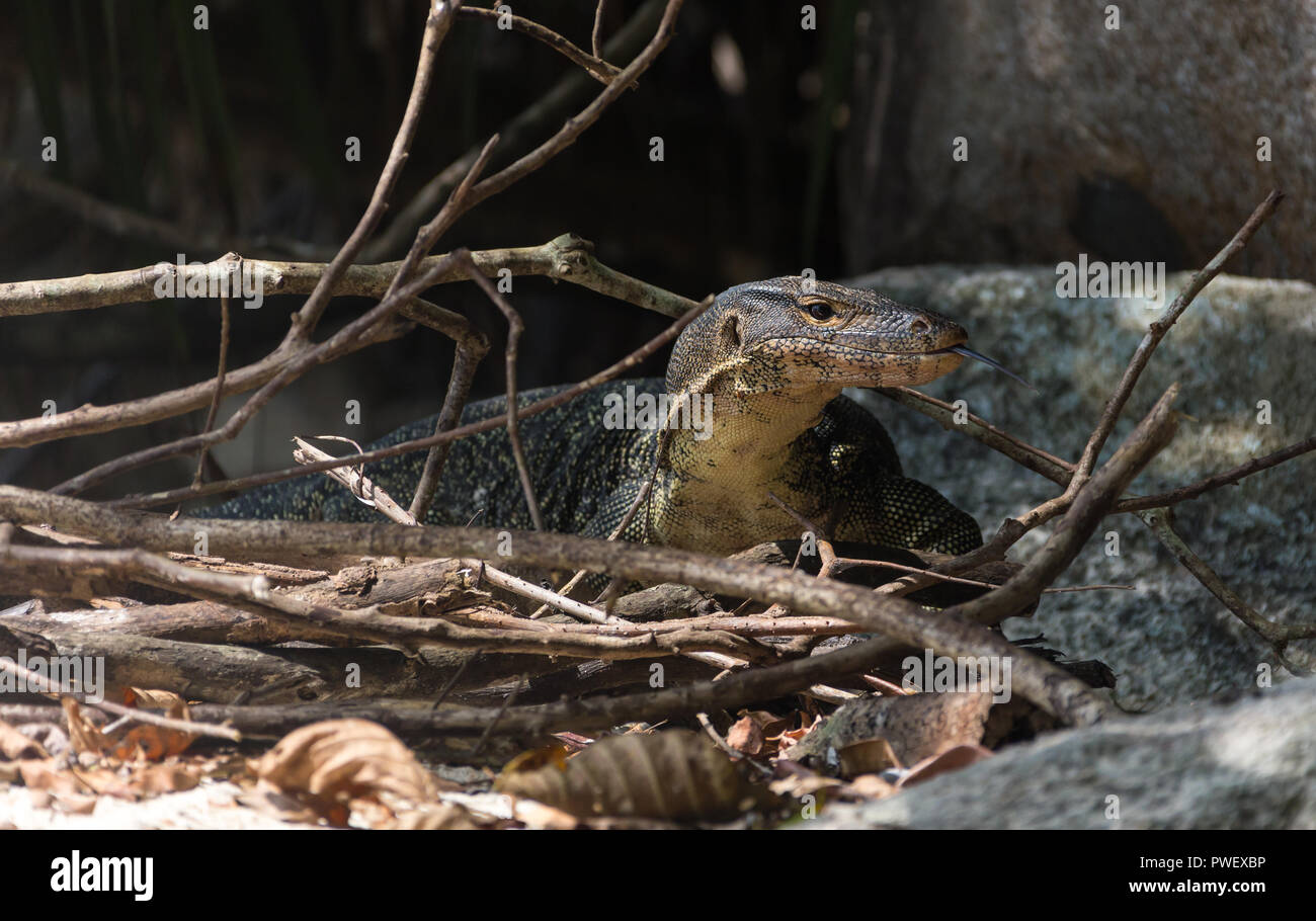 monitor lizard climbing from the water Stock Photo - Alamy