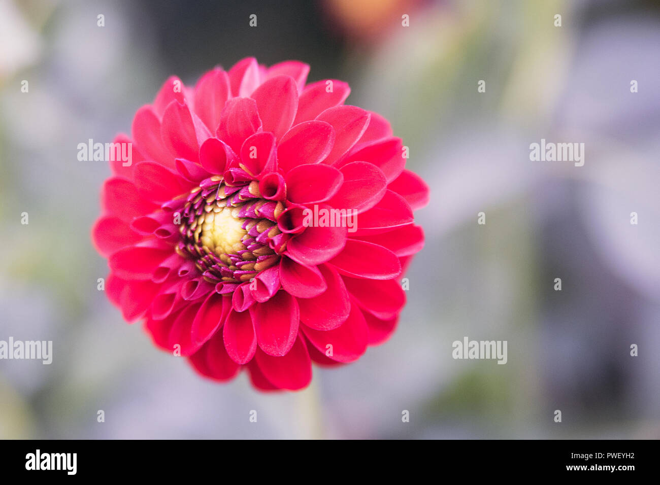 Red Aster blooms in the garden in summer Stock Photo - Alamy