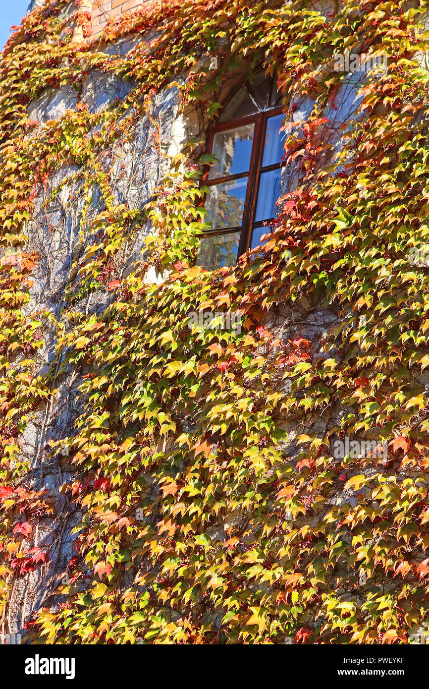 Wall in colored leaves with window. Background texture Stock Photo - Alamy