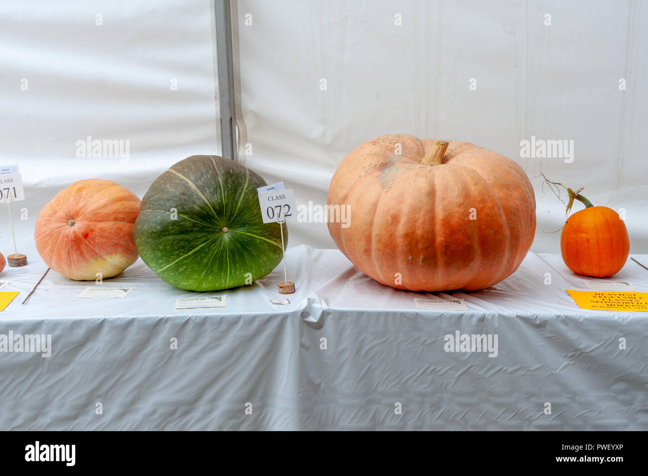 Large and small pumpkins on display on a white table in a marquee at a ...