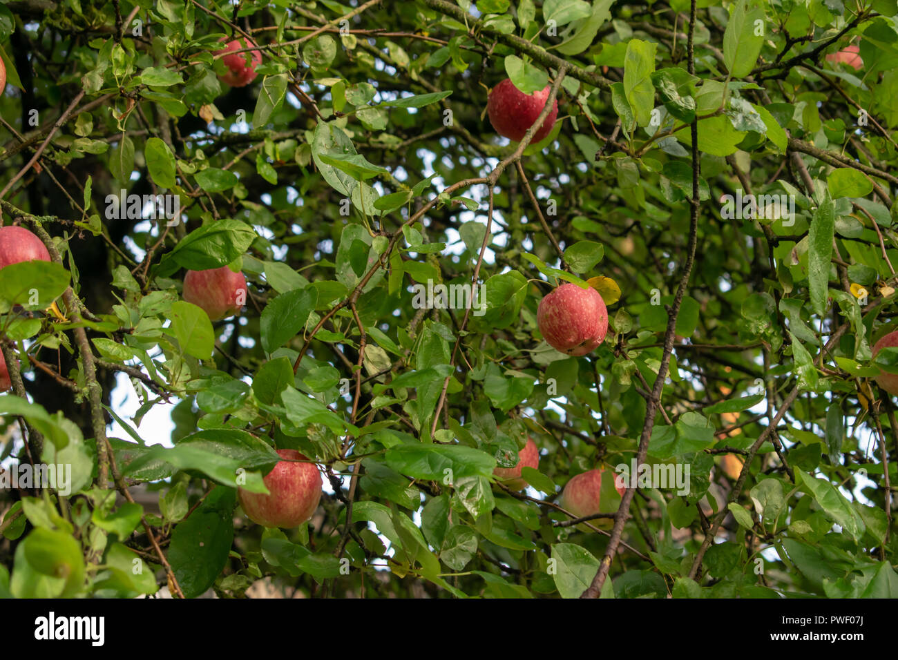 Apple tree fruit nature organic hi-res stock photography and images - Alamy