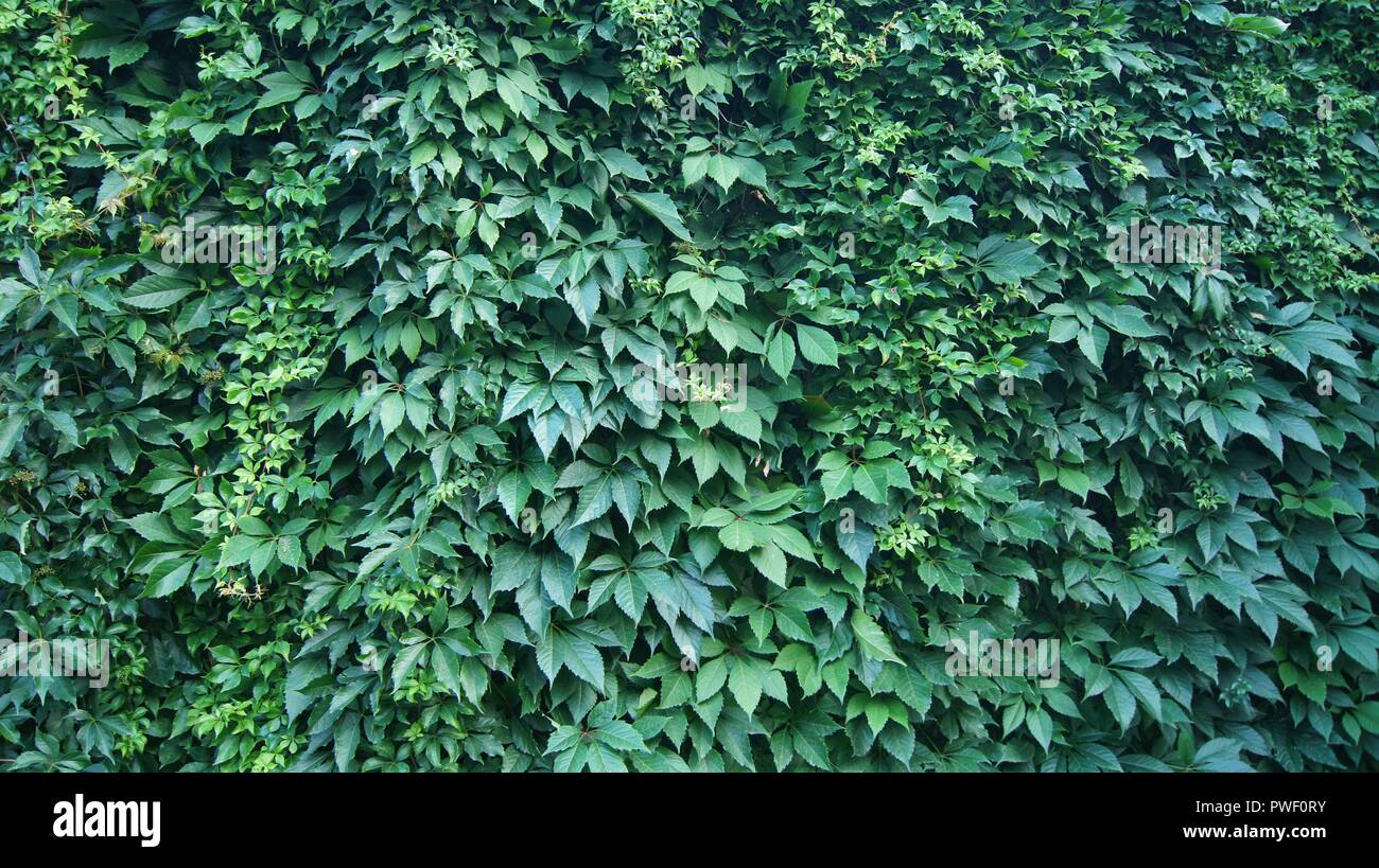 Fresh green ivy covering the wall. Perfect natural background Stock ...