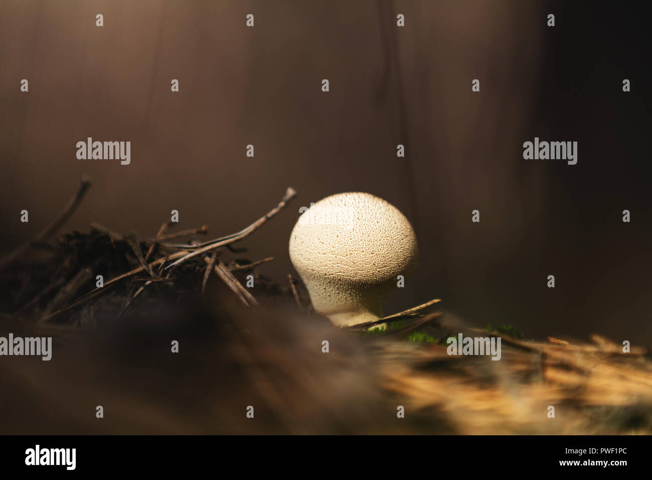 The mushroom Lycoperdon perlatum known as the common puffball, warted ...