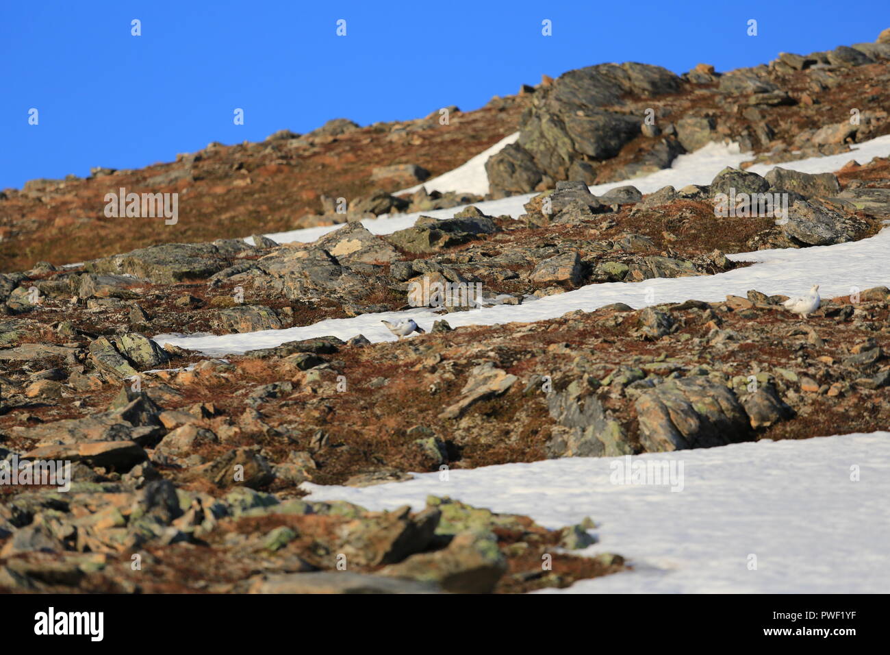 Ptarmigan/grouse On A Rocky And Snowy Mountain In The Spring Stock ...