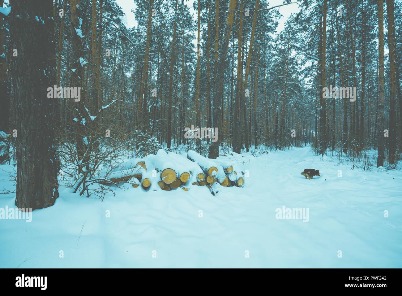Snowy winter pine forest. Logs covered with snow lie in the forest ...