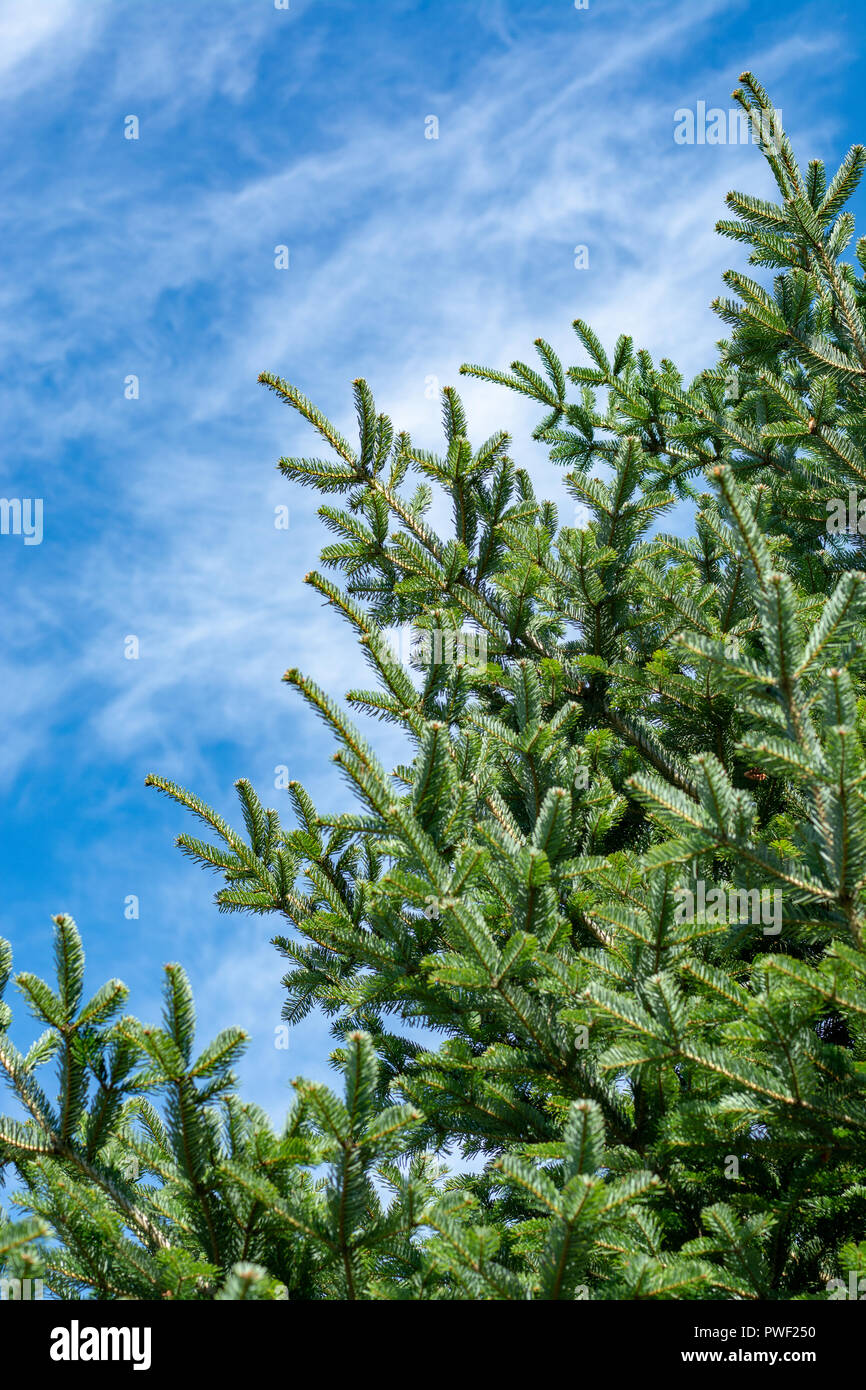 Evergreen Siberian fir tree, symbol of Christmas tree and blue sky copy ...