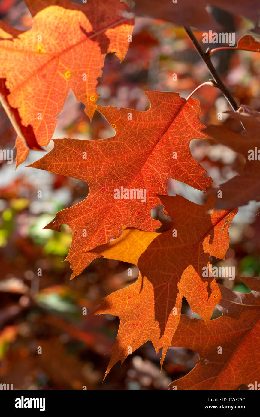 Colorful leaves of oak trees in autumn, season of golden, orange and ...