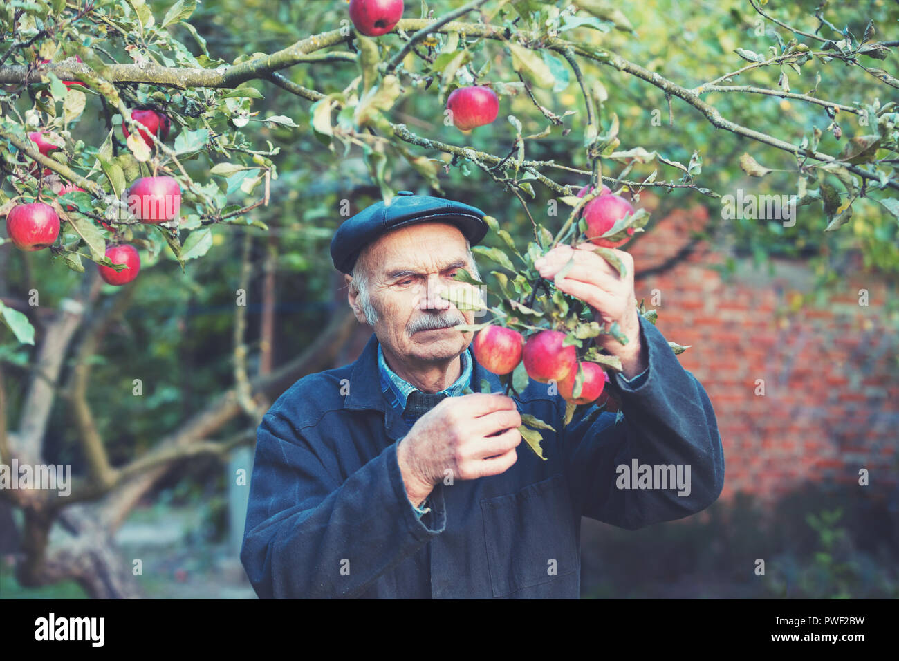 Old man harvesting apples in the orchard Stock Photo - Alamy
